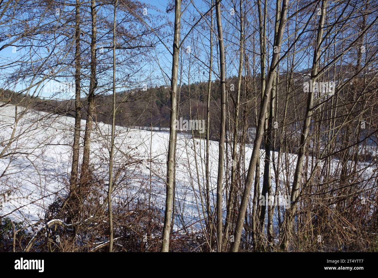 the bark of a tree, the outer layer of a tree the bark of a tree Stock ...