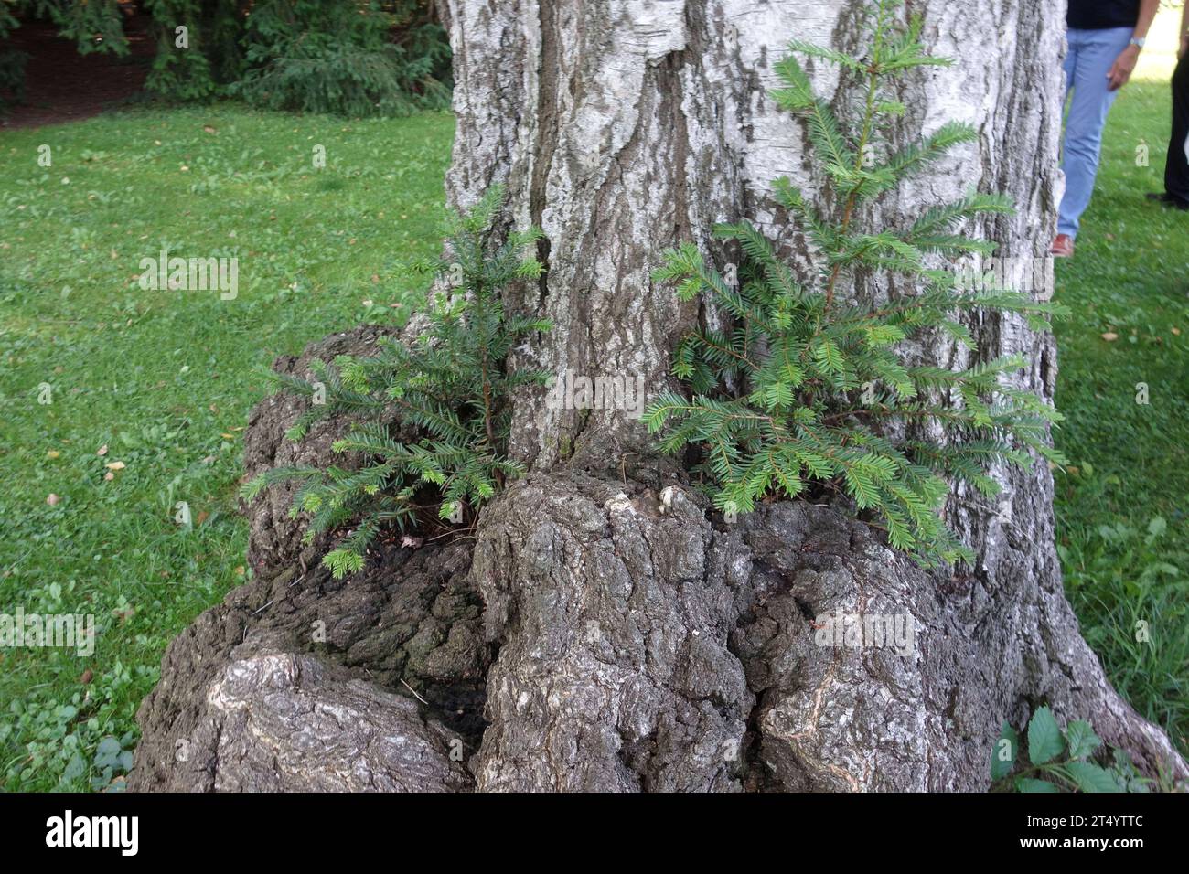 the bark of a tree, the outer layer of a tree the bark of a tree Stock ...