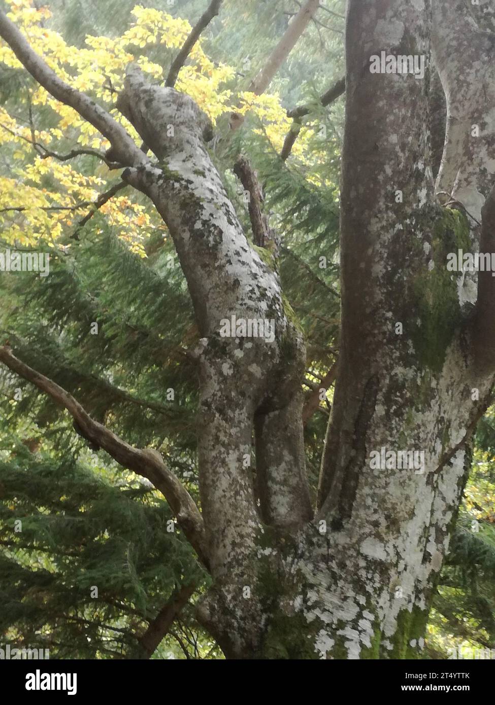 the bark of a tree, the outer layer of a tree the bark of a tree Stock ...