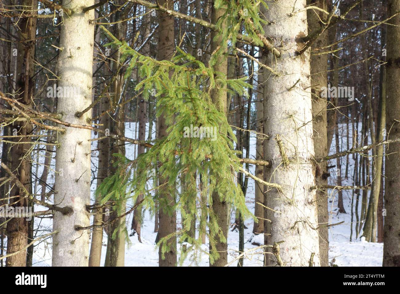 the bark of a tree, the outer layer of a tree the bark of a tree Stock ...