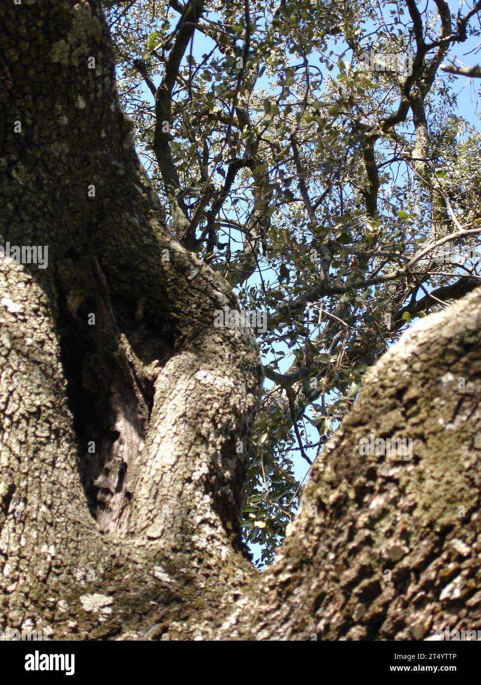the bark of a tree, the outer layer of a tree the bark of a tree Stock ...