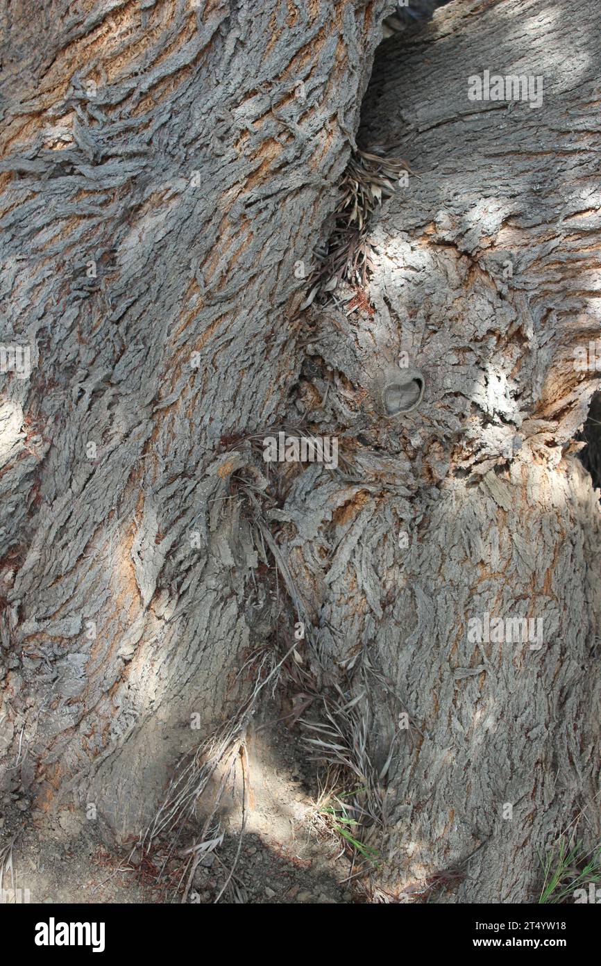 The Bark Of A Tree, The Outer Layer Of A Tree The Bark Of A Tree Credit ...