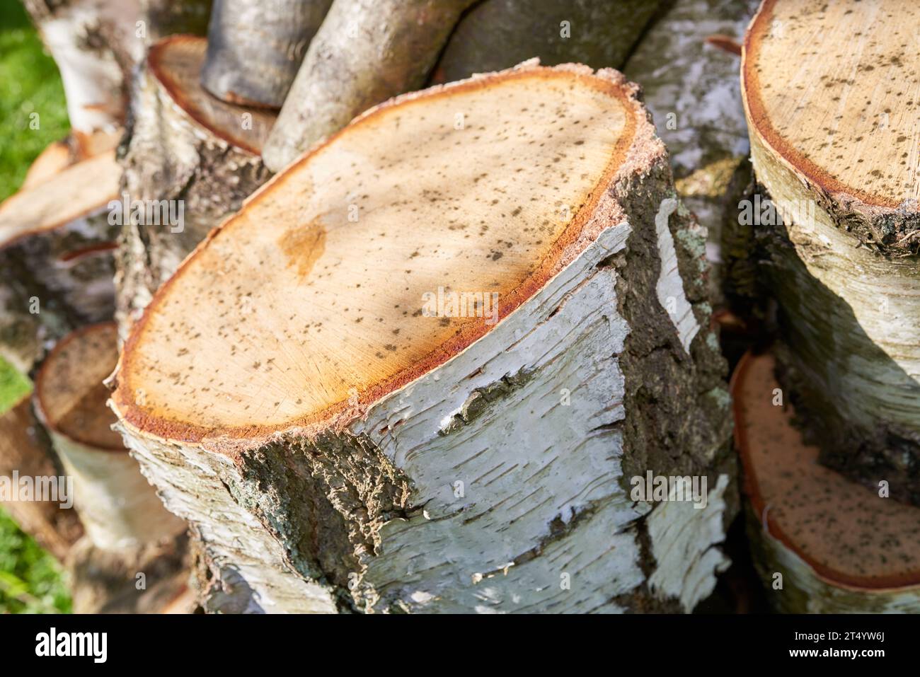Chopped tree logs from the forest. Closeup of brown wooden texture ...