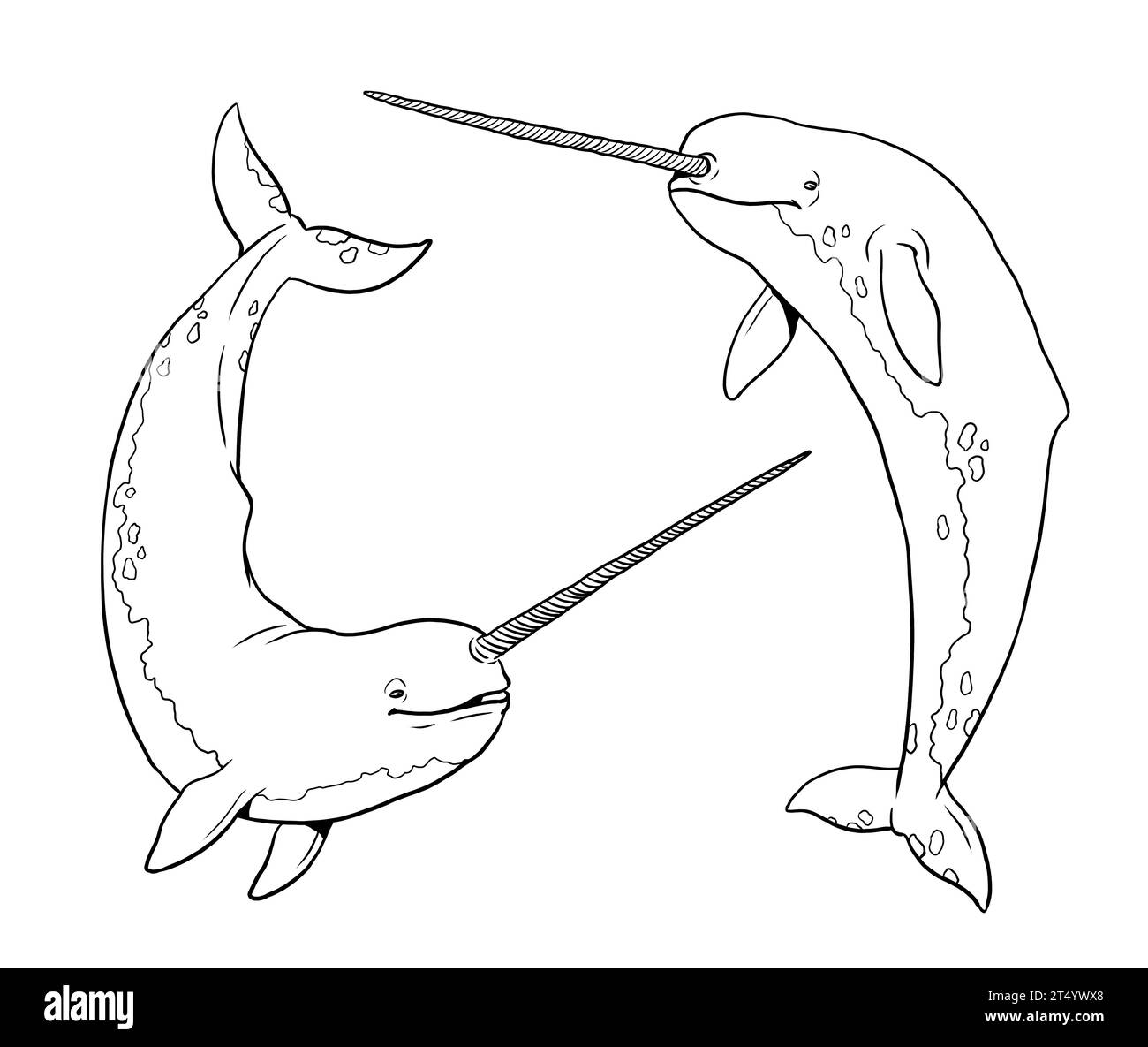 Narwhal to color in. Template for a coloring book with sea animals ...