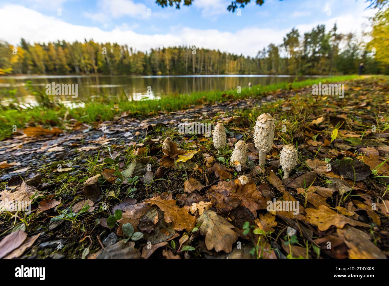 The mushrooms sprout hi-res stock photography and images - Alamy