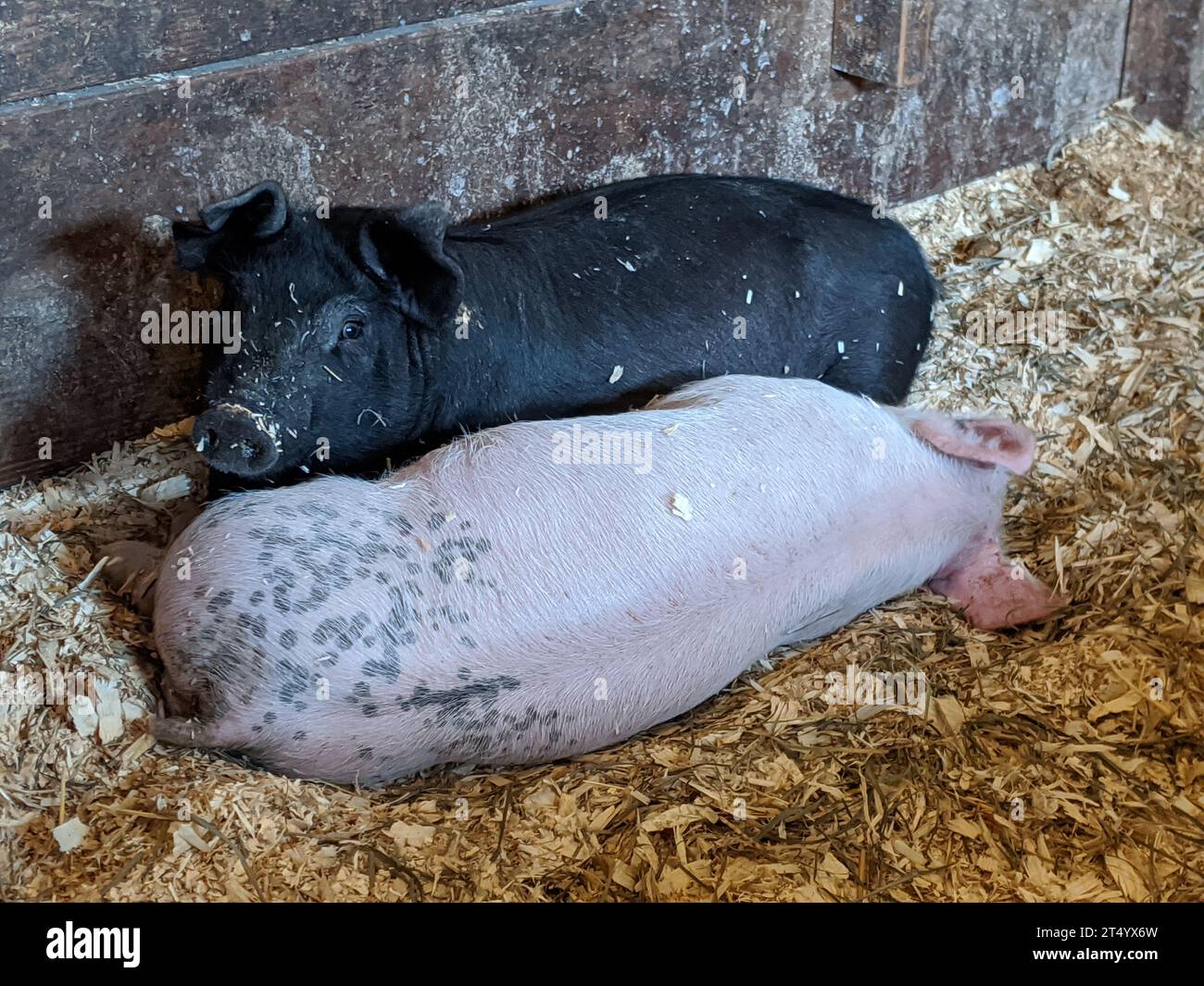 Two pigs sleeping hi-res stock photography and images - Alamy