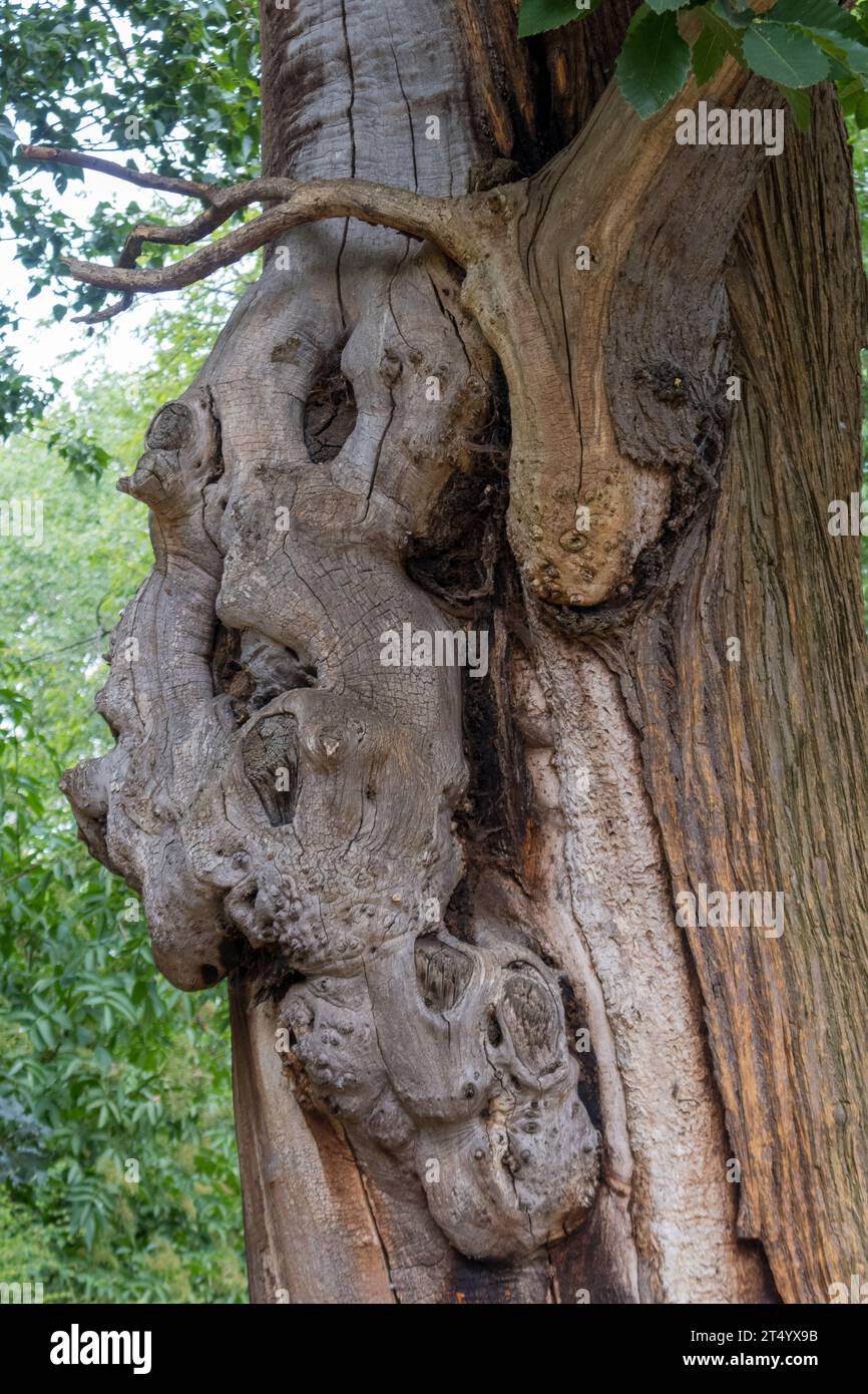 Warped tree trunk reminiscent of a human figure in Hyde Park, London ...