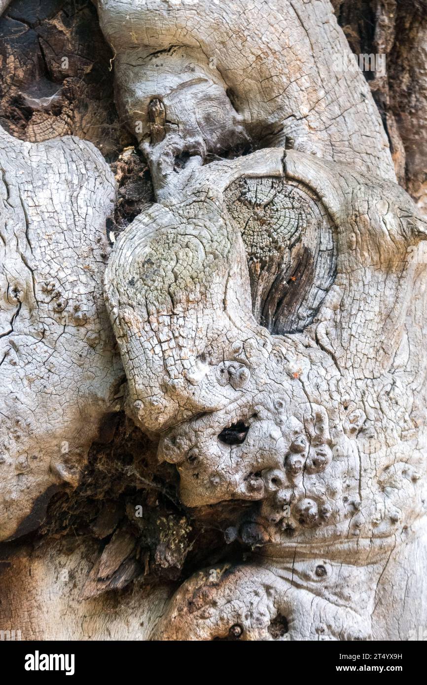 Warped tree trunk reminiscent of a human figure in Hyde Park, London ...