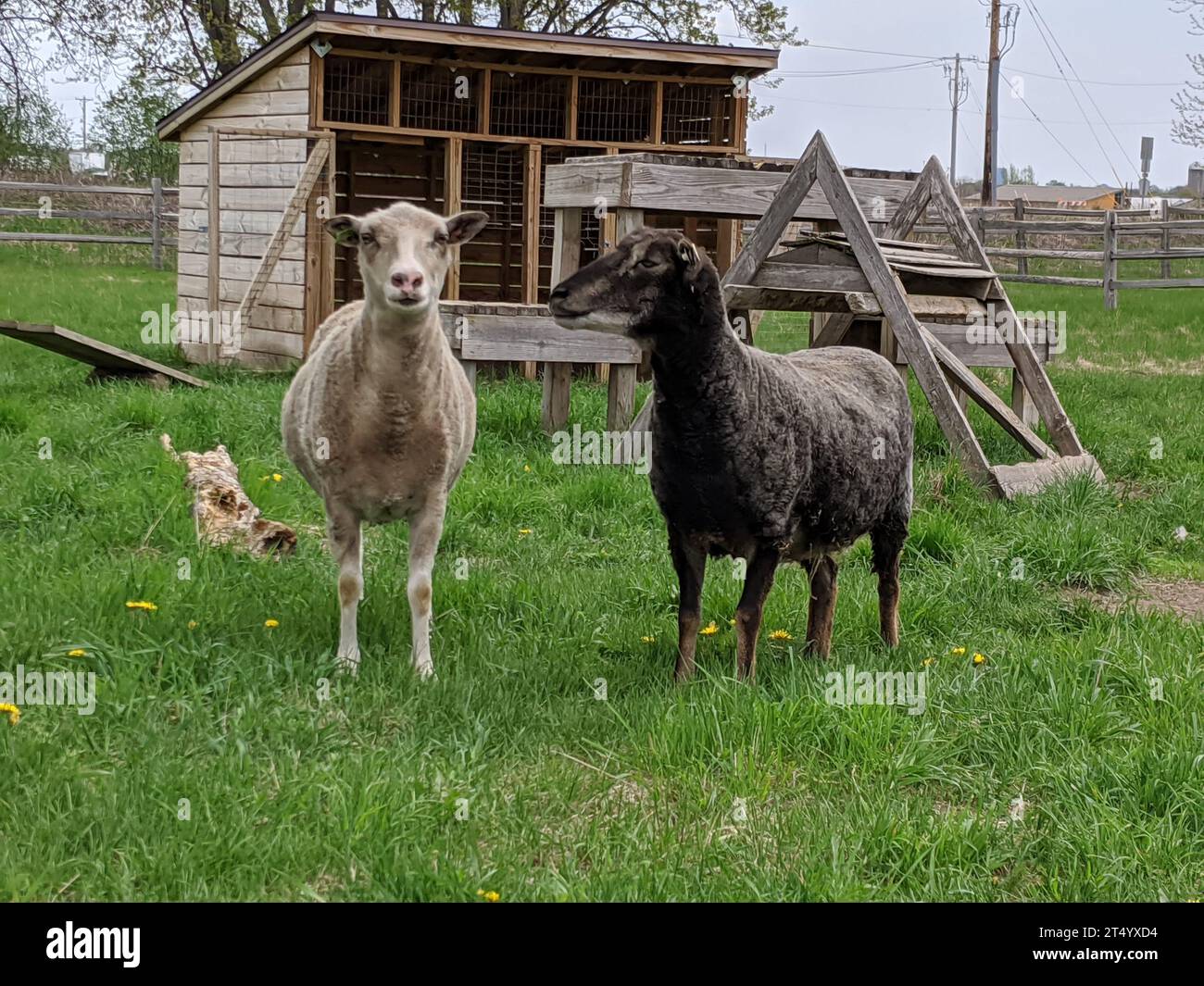 Sheep pair hi-res stock photography and images - Alamy