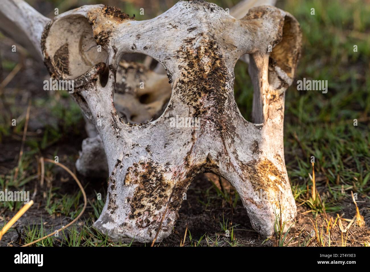 Closeup of a Giraffe skull in the Okavango Delta, Botswana Stock Photo ...