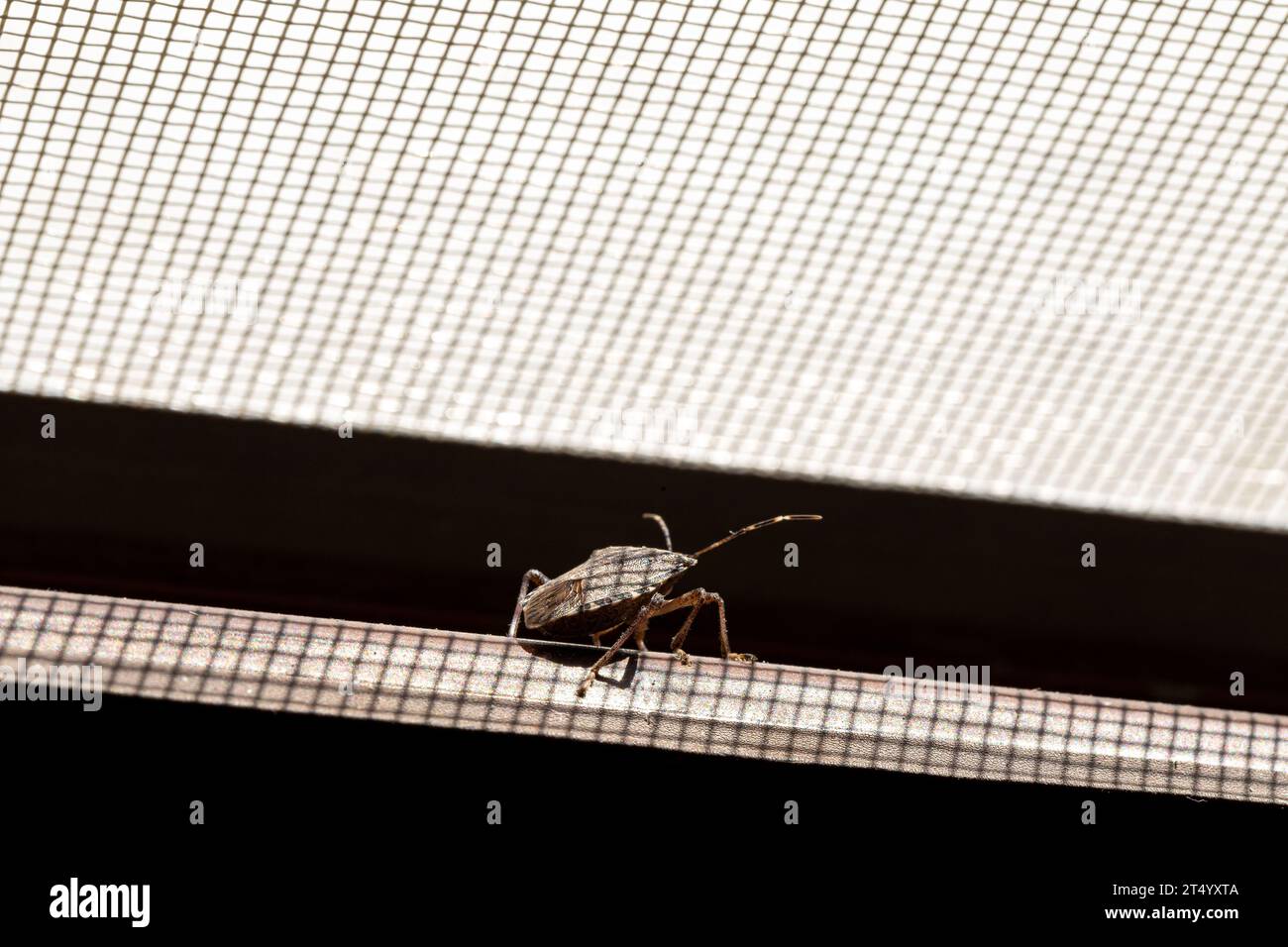 Brown Marmorated Stink Bug, Halyomorpha halys, inside a mosquito net of ...