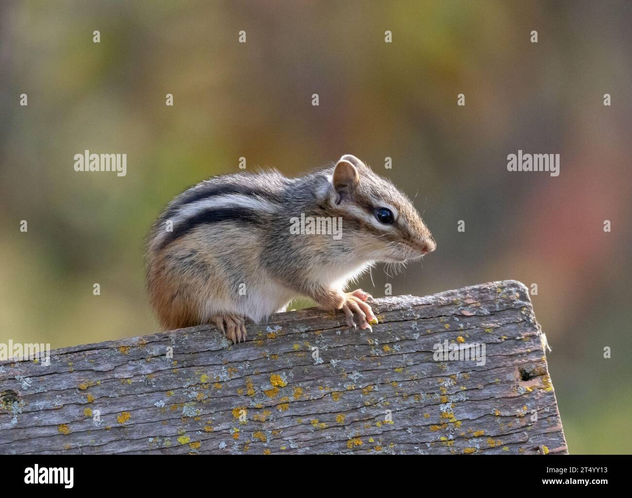 N minimus hi-res stock photography and images - Alamy