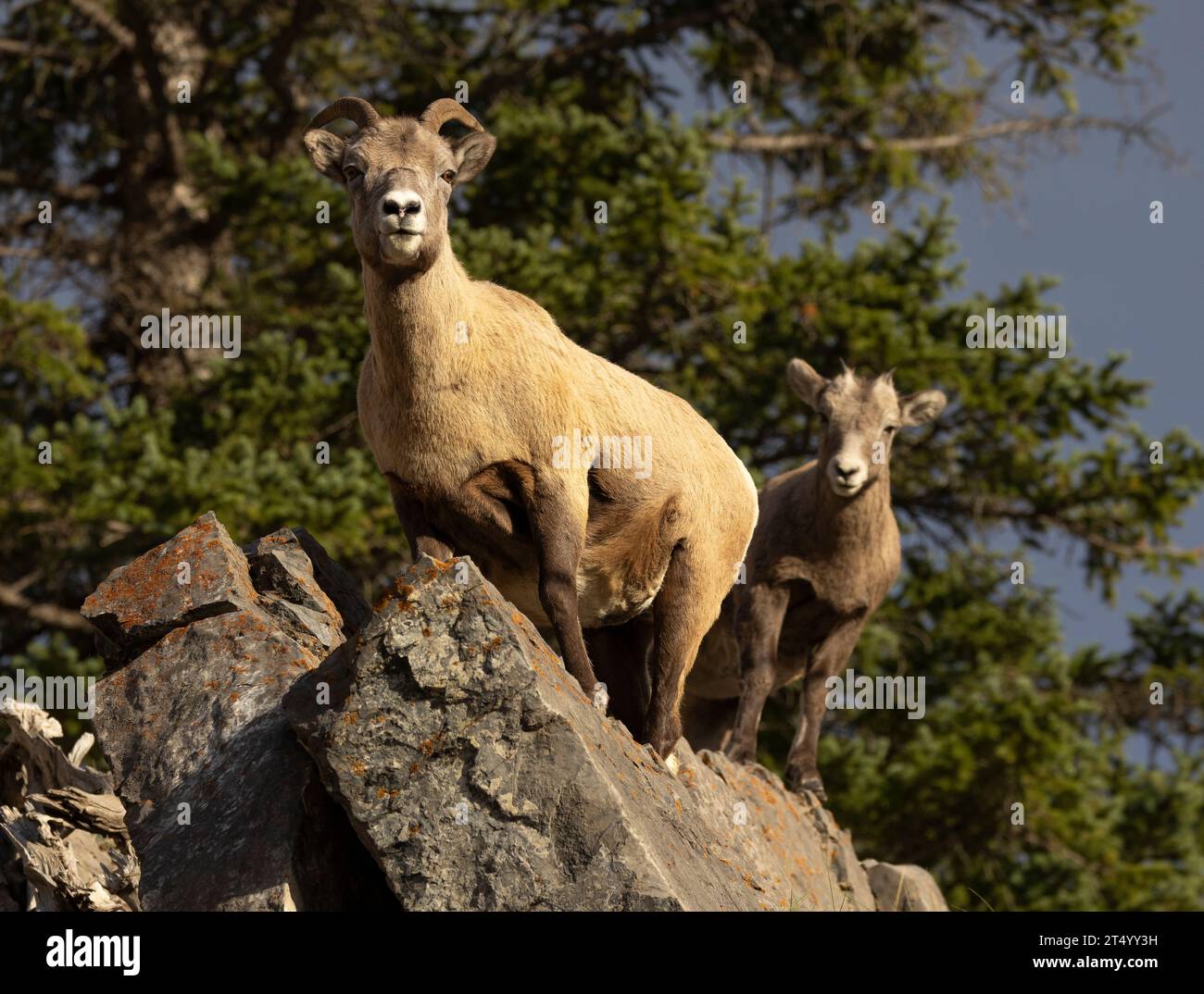 Two Ewe Bighorn Sheep on rocks Stock Photo - Alamy