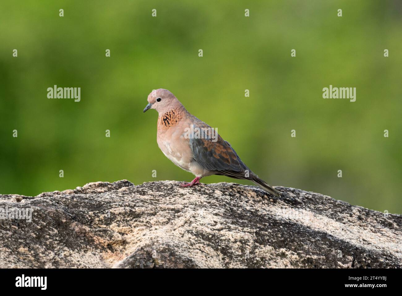 The subtle colours of the Laughing Dove are best appreciated close-up ...