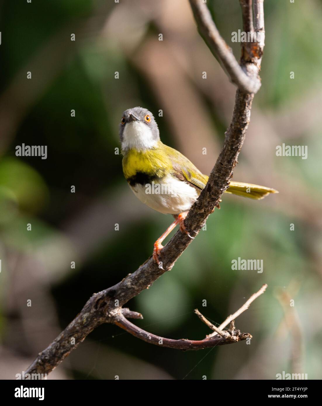 A common and widespread member of the warbler family, the Yellow ...