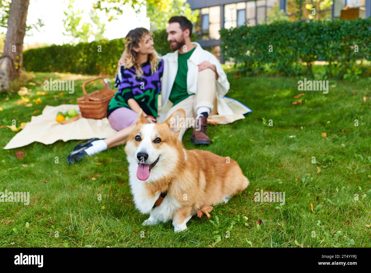 adorable corgi dog lying on green grass near blurred and happy couple ...