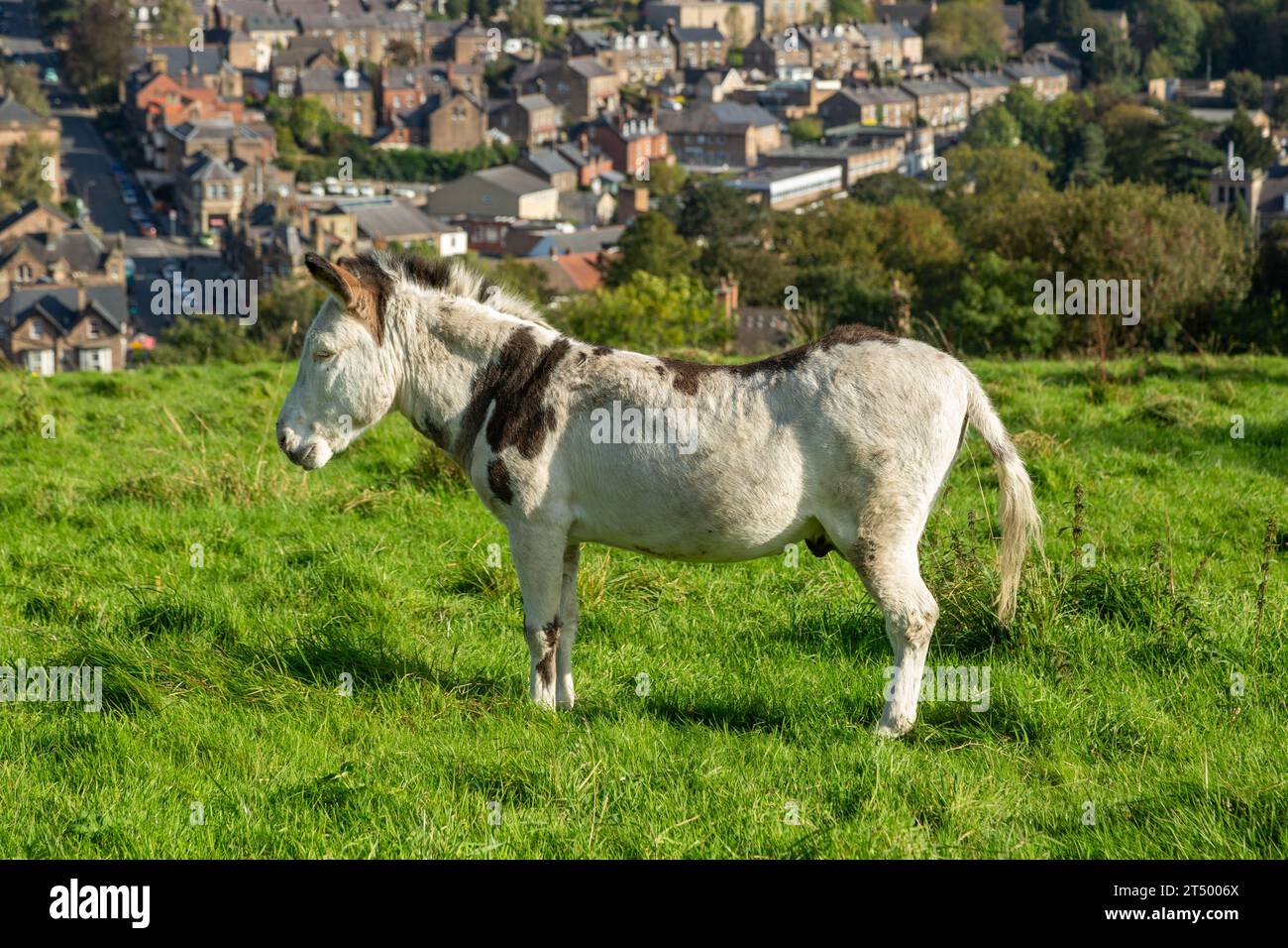 An old donkey standing side on in a field above Matlock Stock Photo - Alamy