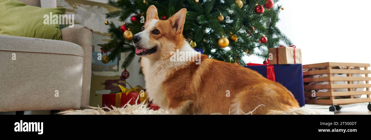 corgi dog sitting on fluffy and soft carpet and looking up near ...