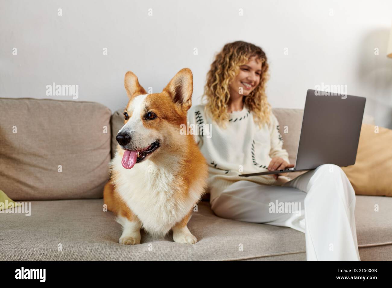 cute corgi dog sitting on couch near happy curly woman using laptop ...