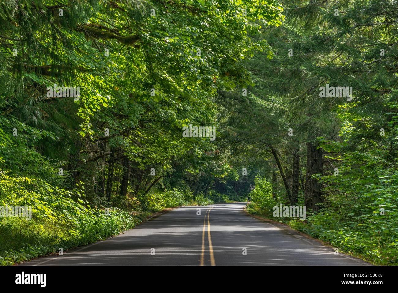 Clackamas River Road (Forest Road 46), mixed forest near Austin Hot ...