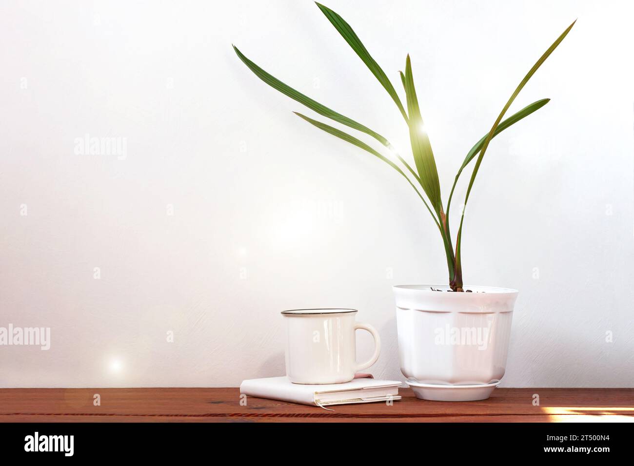 Date palm tree in white pot. Minimalistic home interior decor, urban ...