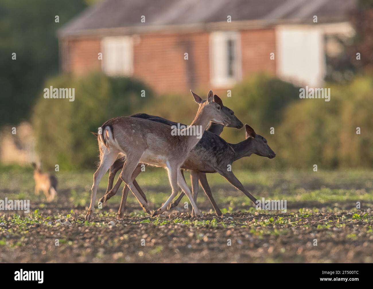 A group of 3 fallow deer ( Dama dama) and a hare running across a sugar ...