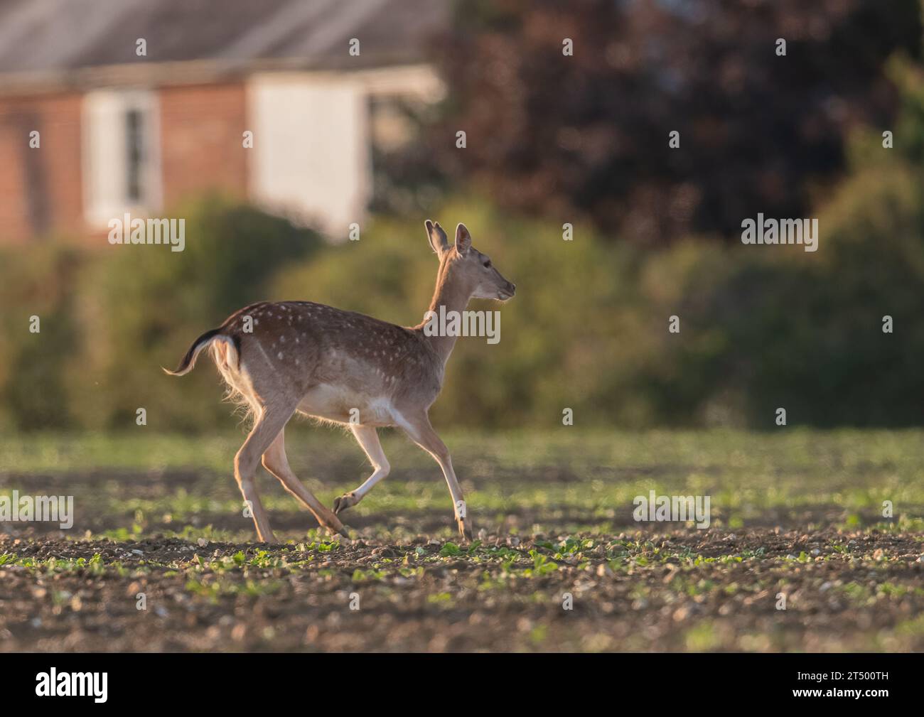 A light coloured spotty female Fallow deer , sprinting a sugar beet ...