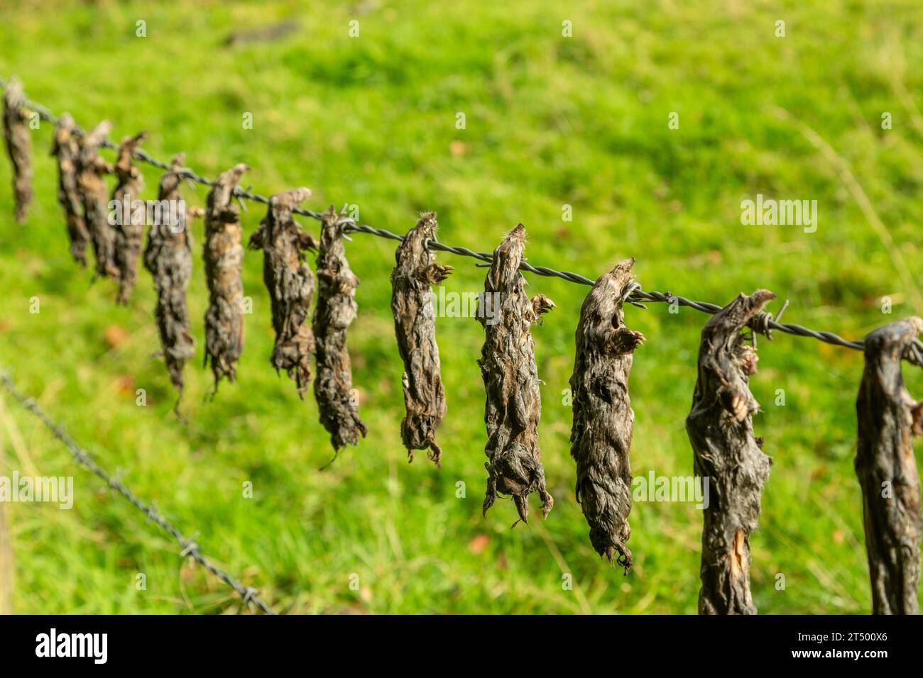 Dead fence hi-res stock photography and images - Alamy