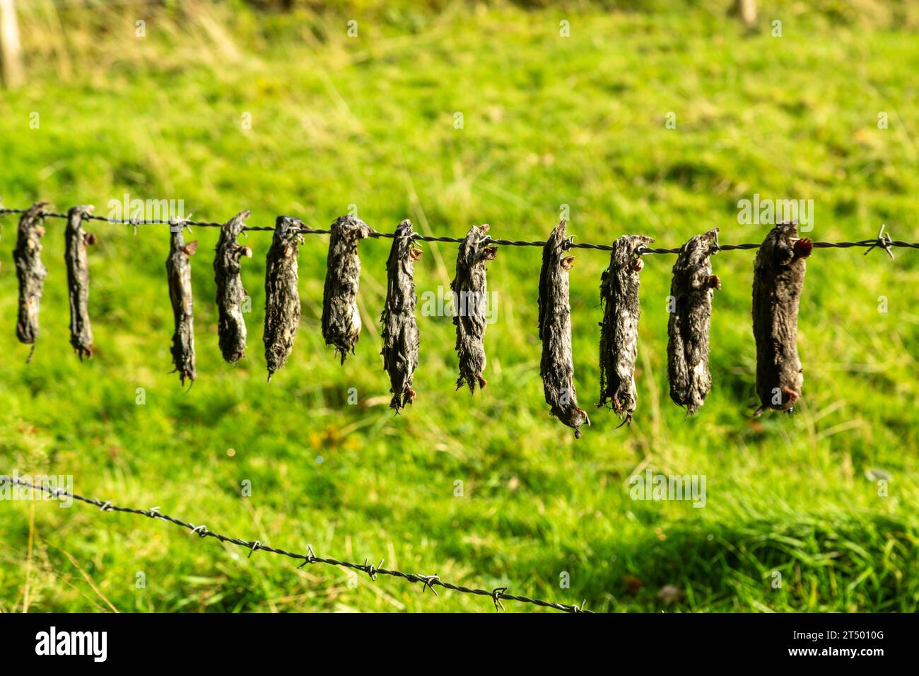 Dead moles hanging from a barbed wire fence is a "tradition" and allows ...