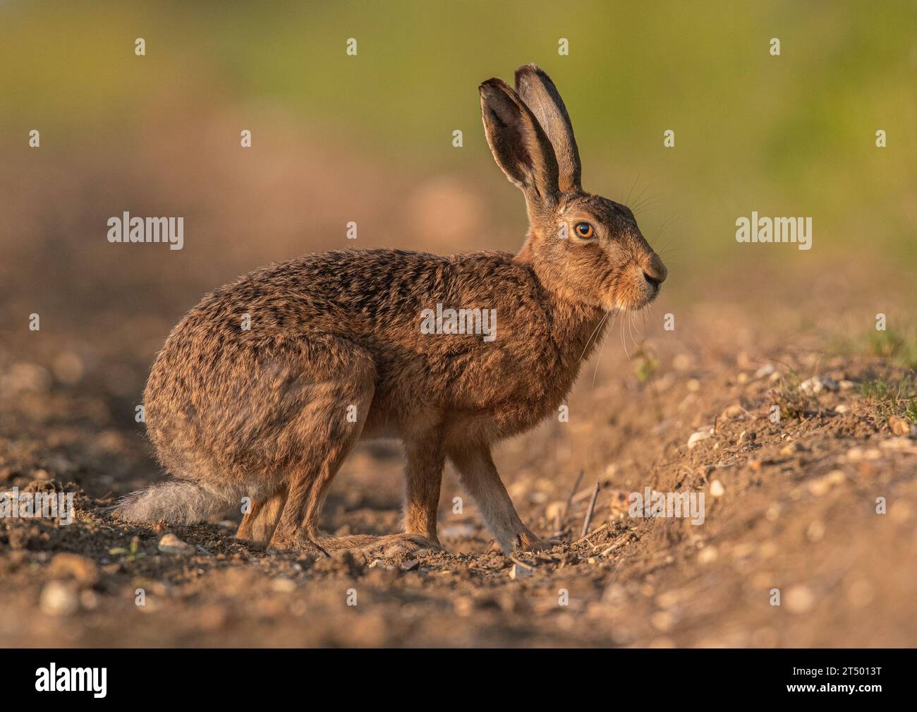 A close up shot of a wild Brown Hare( Lepus europaeus) , Poised ready to run , on the edge of ...