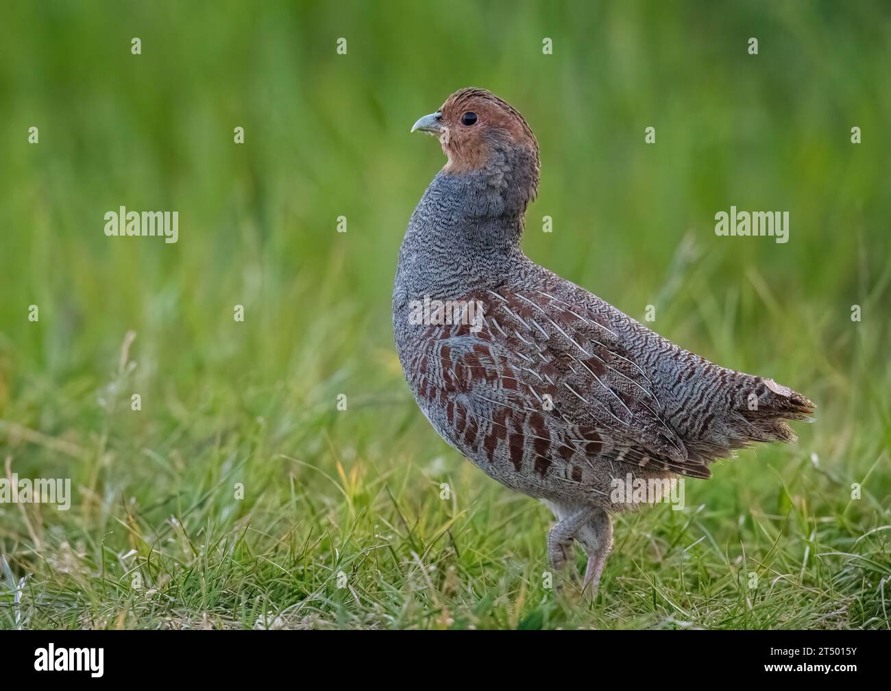 A rarely seen English or Grey Partridge (Perdix perdix) . A male ...