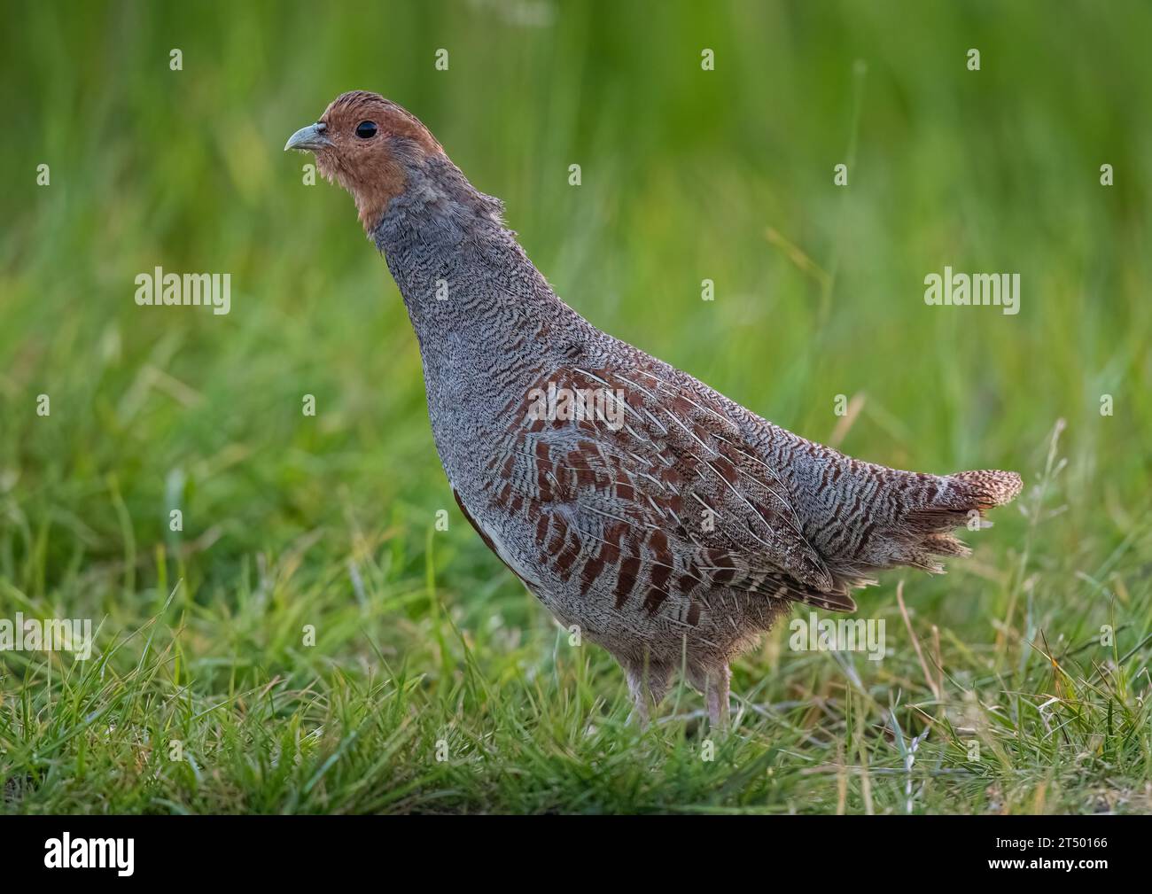A rarely seen English or Grey Partridge (Perdix perdix) . A male ...