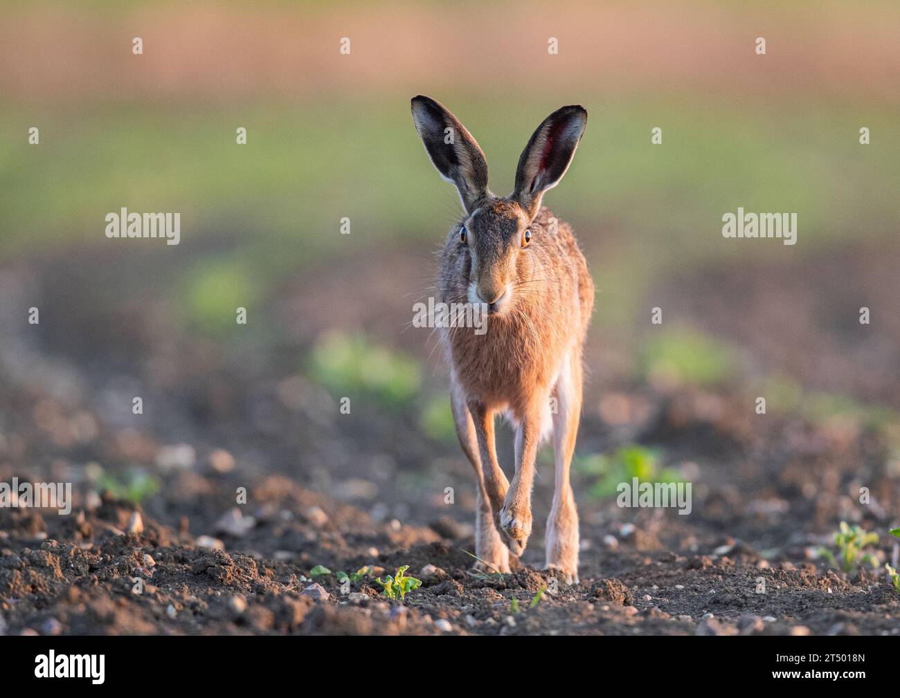A close up detailed shot of a Brown Hare ( Lepus europaeus) running ...