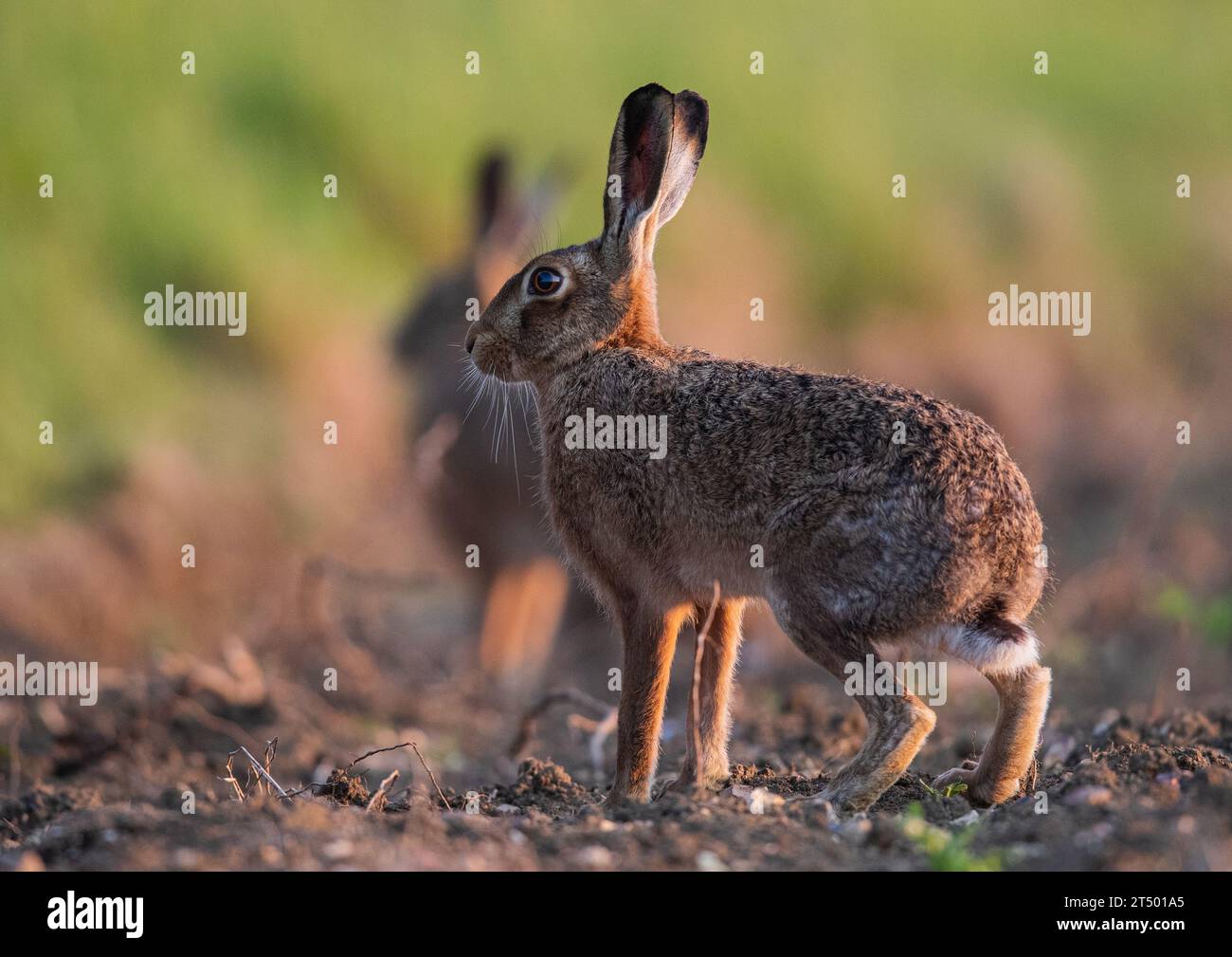 A close up detailed shot of a wild Brown Hare , Poised ready to run ...