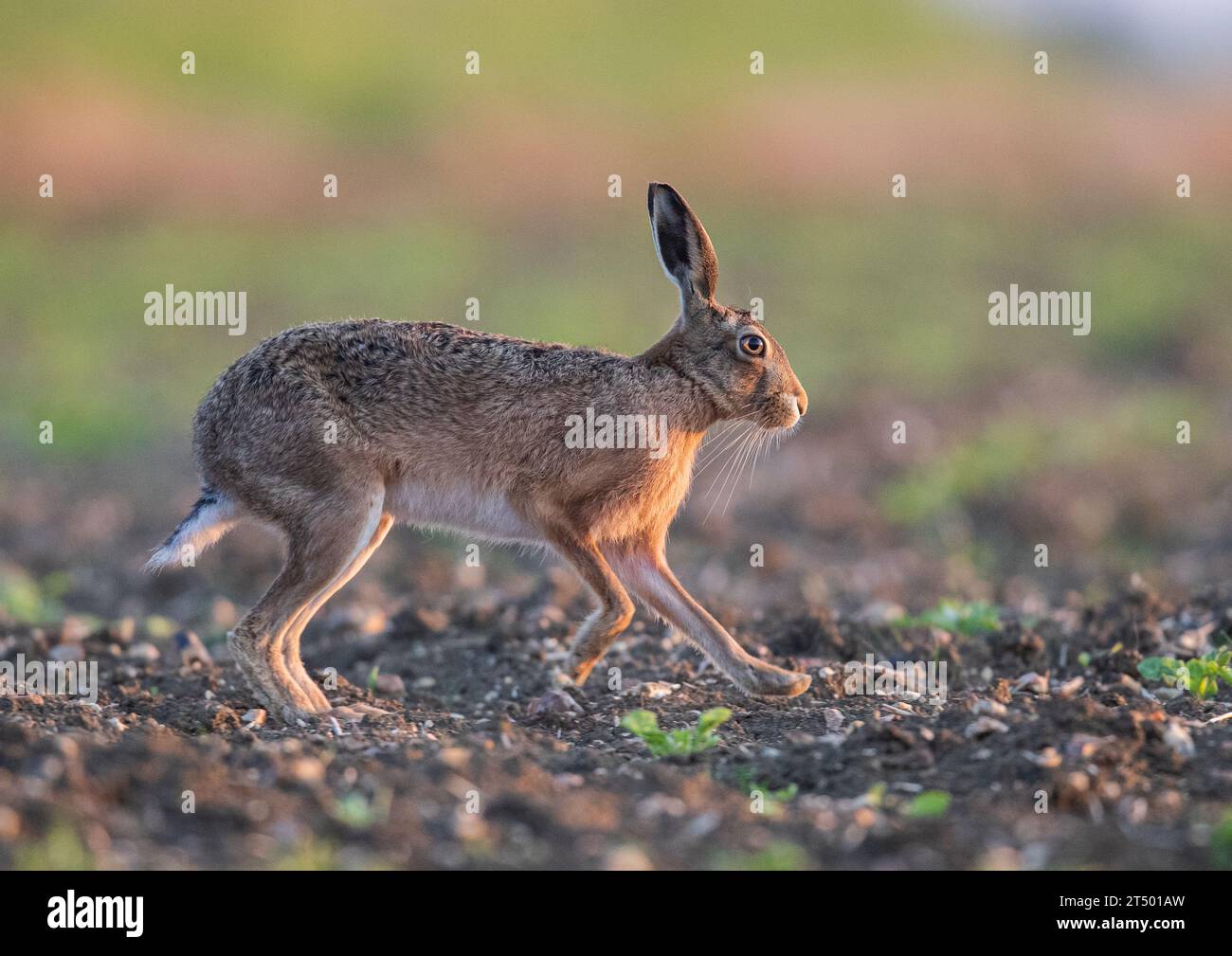 A Brown Hare ( Lepus europaeus) running across a sugar beet field, side ...