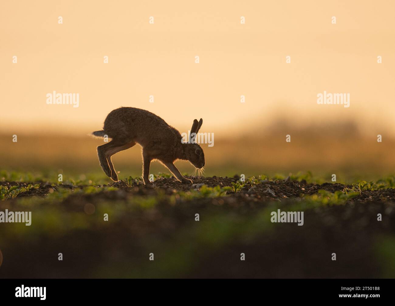 A Brown Hare ( Lepus europaeus) , back lit by the golden light of ...