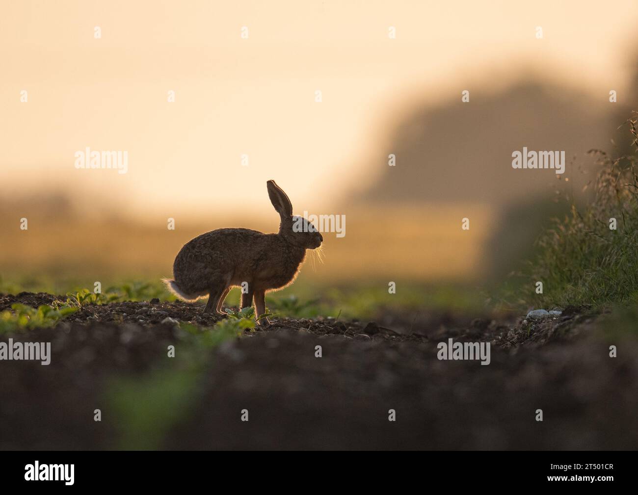 A Brown Hare ( Lepus europaeus) , back lit by the golden light of ...