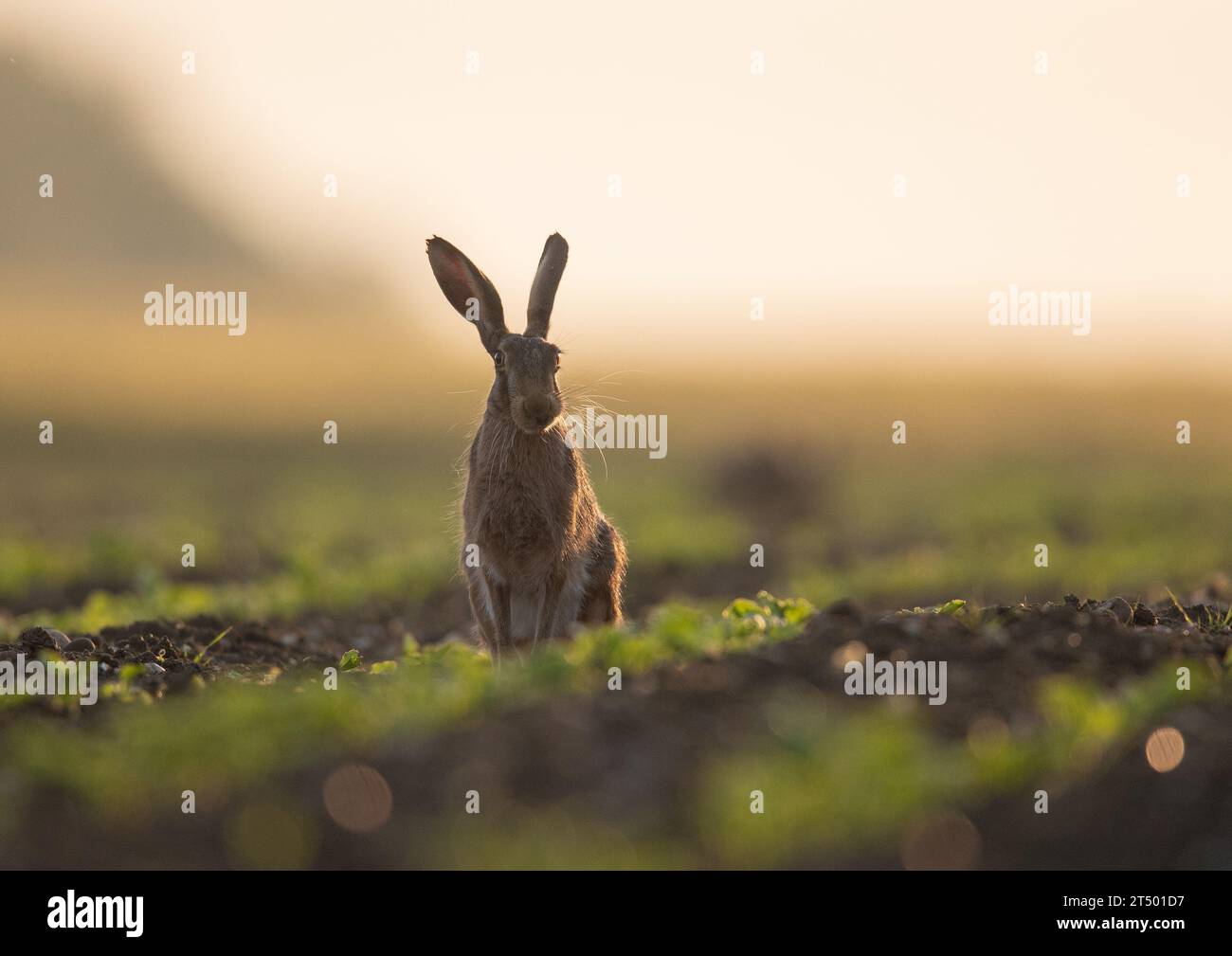 A Brown Hare ( Lepus europaeus) , back lit by the golden light of ...