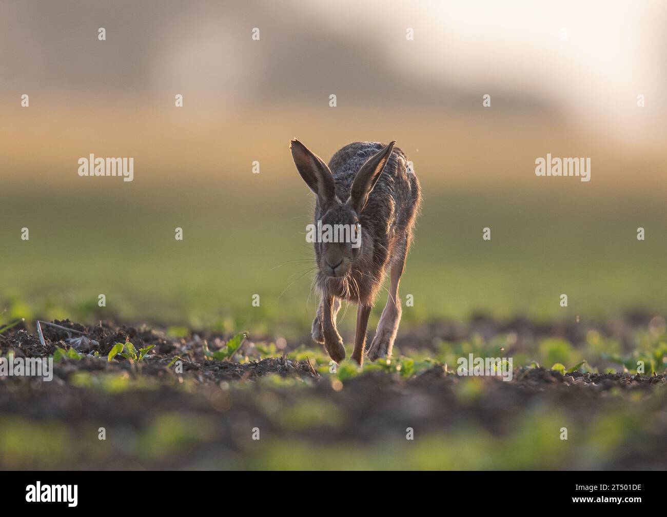 A close up detailed shot of a Brown Hare ( Lepus europaeus) running ...