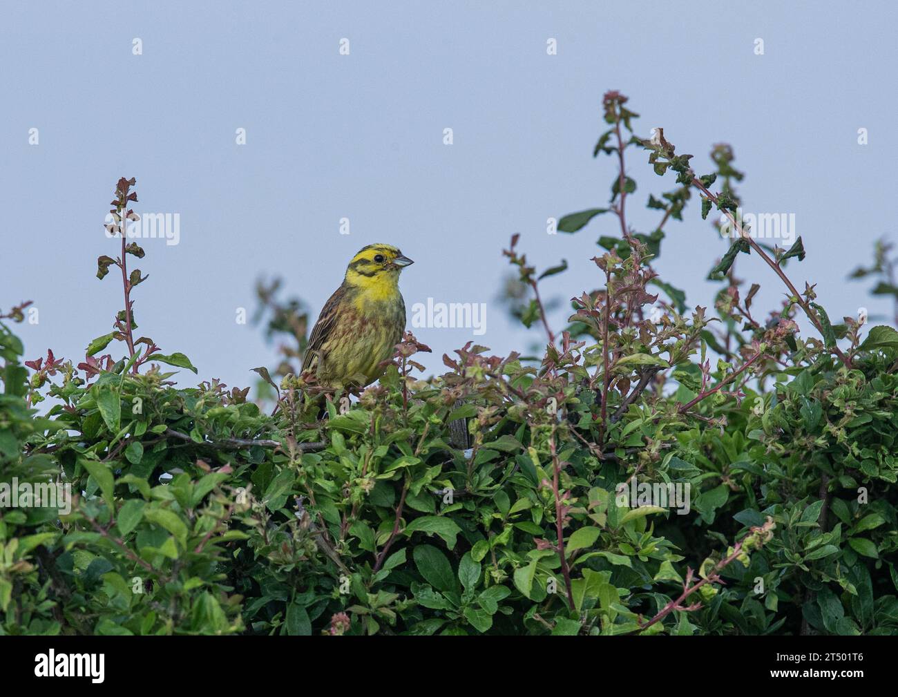 A male Yellowhammer ( Emberiza citrinella) , in bright breeding plumage ...