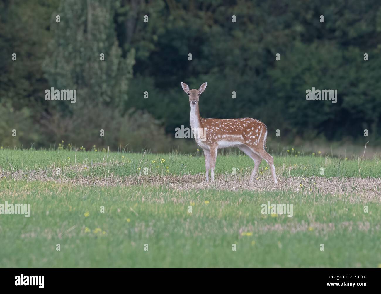 A light coloured female Fallow deer ( Dama dama ) , standing alert ...