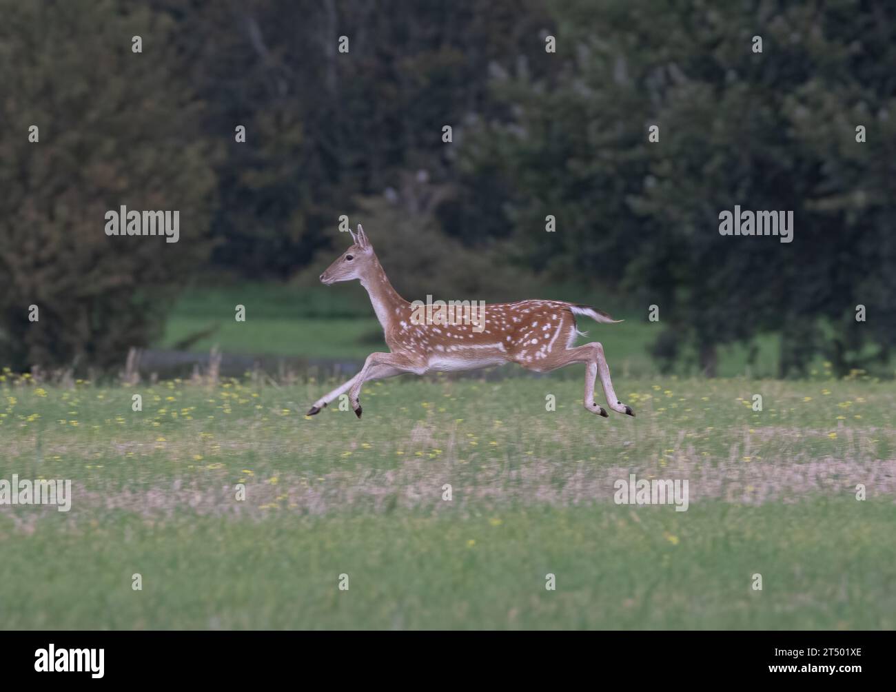 A light coloured spotty female Fallow deer , sprinting across a field ...