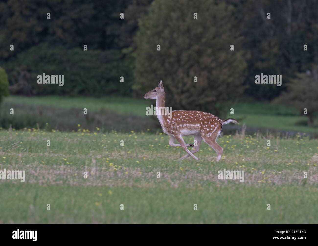 A light coloured spotty female Fallow deer , sprinting across a field ...