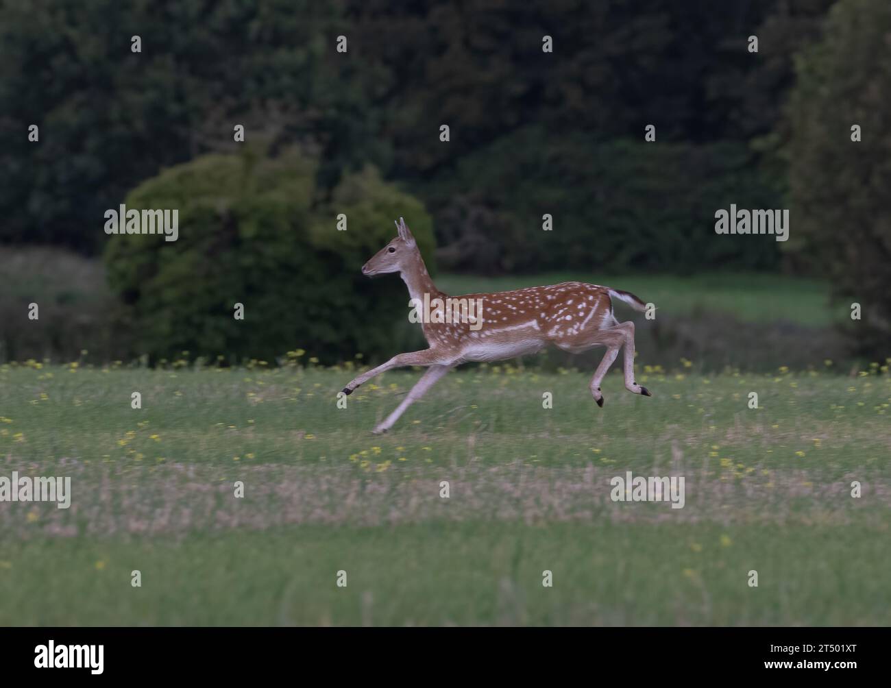 A light coloured spotty female Fallow deer , sprinting across a field ...