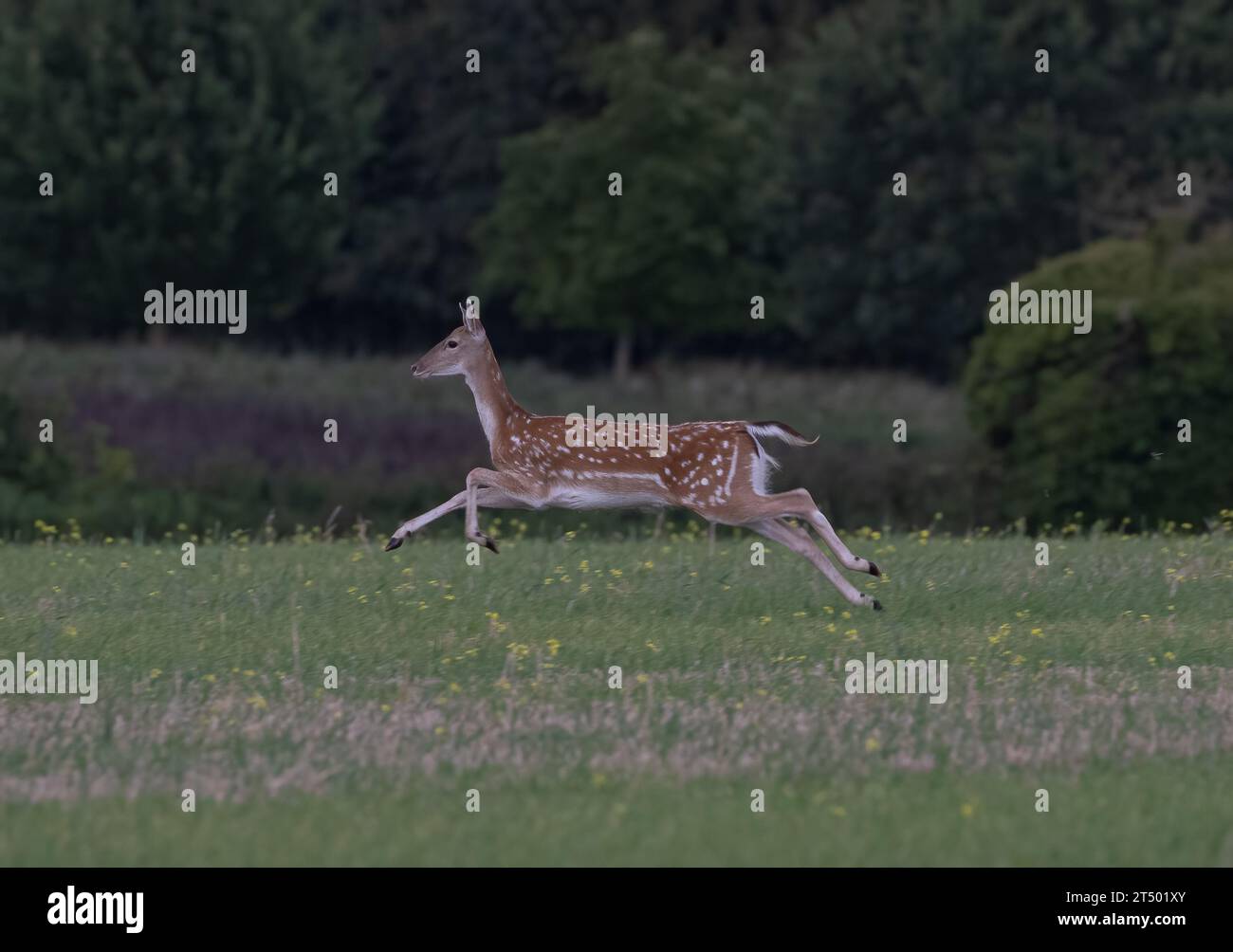 A light coloured spotty female Fallow deer , sprinting across a field ...