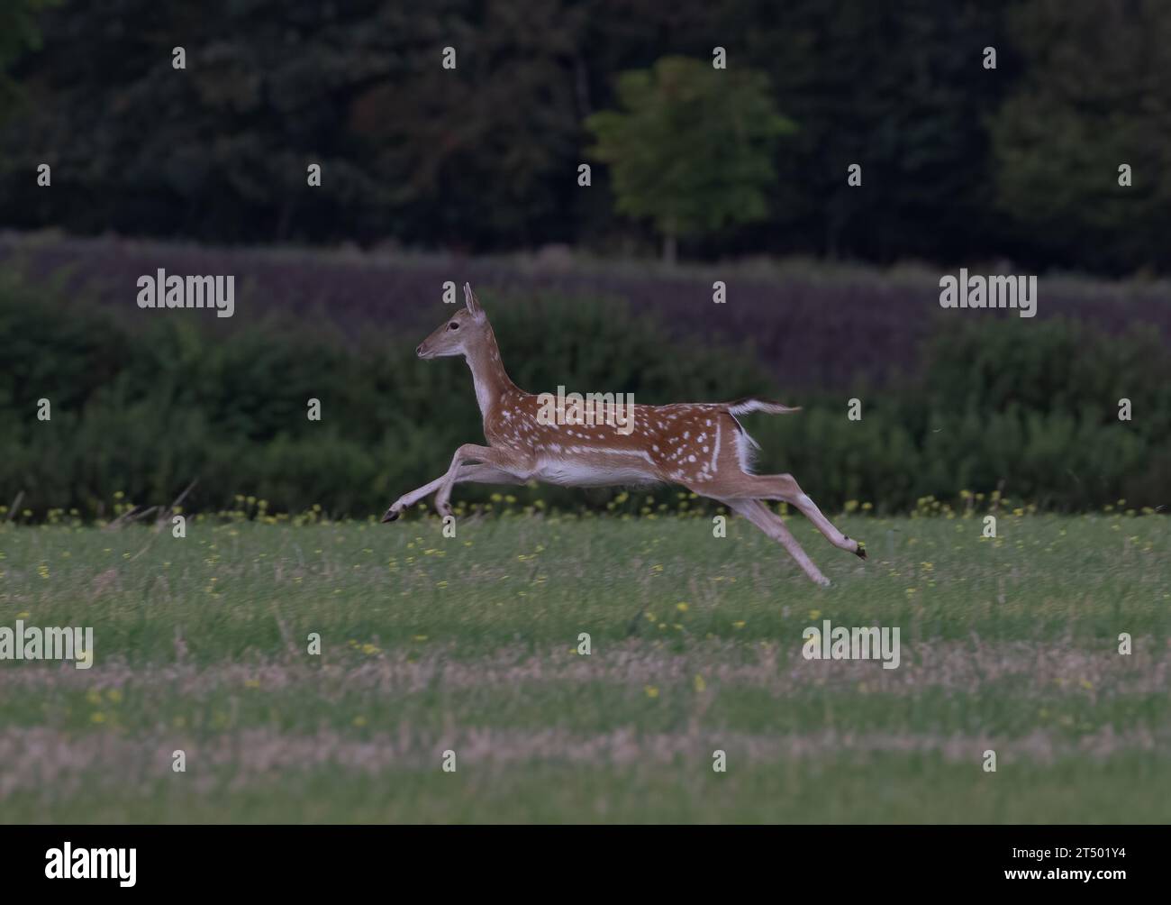 A light coloured spotty female Fallow deer , sprinting across a field ...