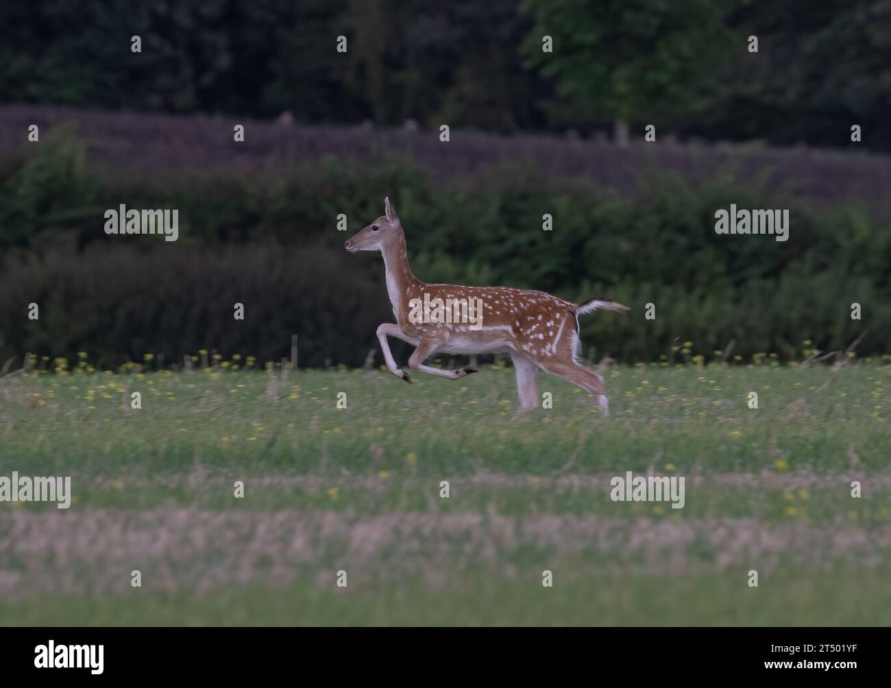 A light coloured spotty female Fallow deer , sprinting across a field ...