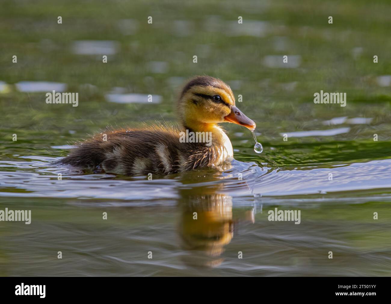 A close up shot of a fluffy Mallard duckling with a big water droplet ...