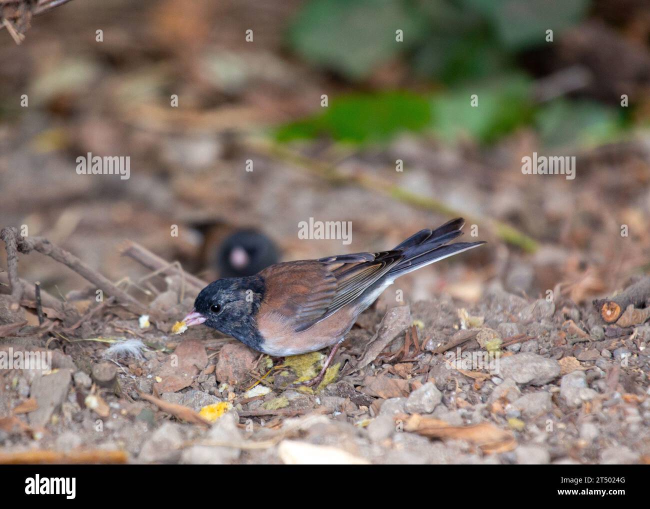 Perky dark-eyed junco (Junco hyemalis) spotted outdoors in North ...