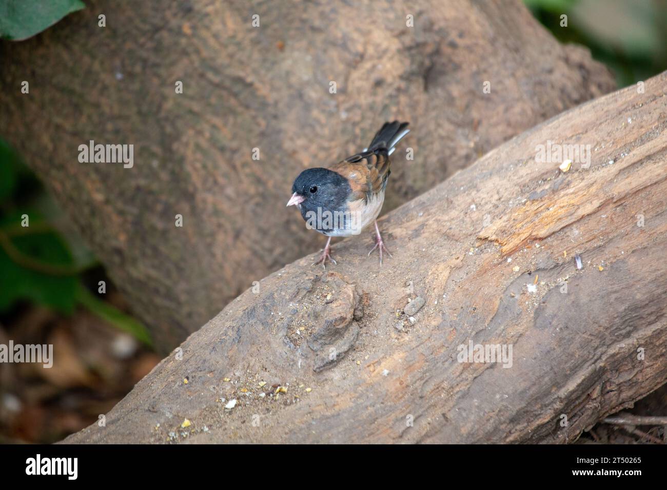 Perky dark-eyed junco (Junco hyemalis) spotted outdoors in North ...